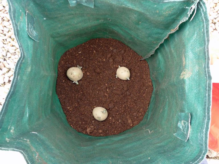 Thinking ahead- Potato planting | RHS of Perthshire